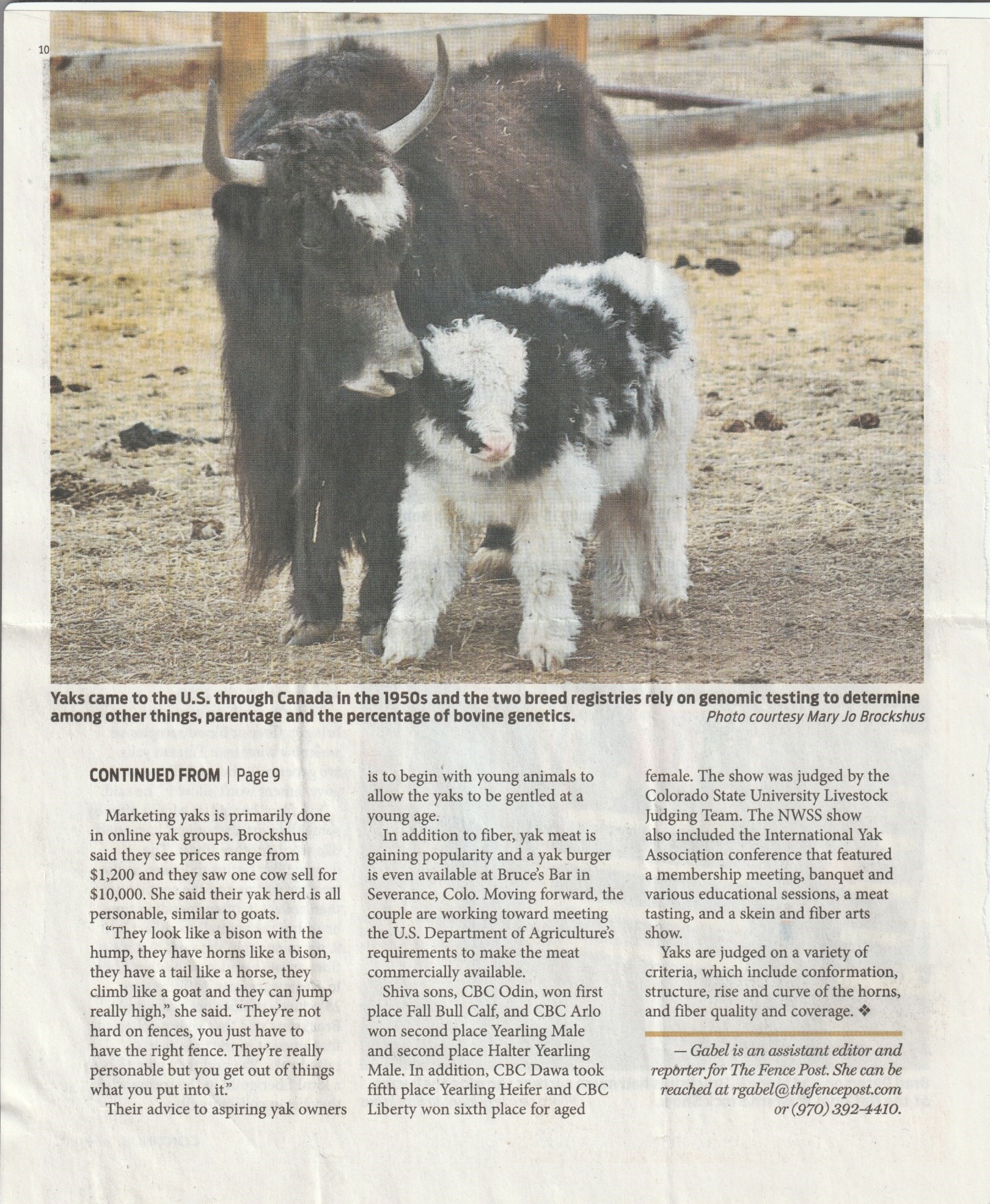 Yaks of Coal Bank Creek